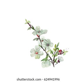 Botanical Watercolor Spring Apple Tree Blossom Stock Illustration 276053288
