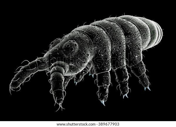 Springtail Illustration Stock Illustration 389677903