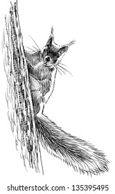5,484 imágenes de Squirrel tree drawing - Imágenes, fotos y vectores de ...