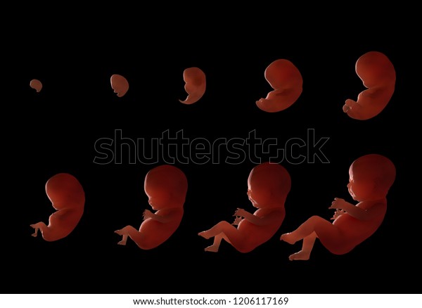 Stages Fetal Development 3d Rendering: ilustrações stock 1206117169 ...