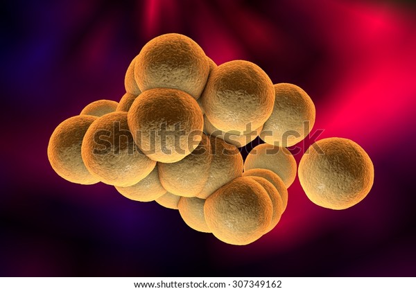 Staphylococcus Aureus Pyogenic Bacteria: illustrazione stock 307349162 ...