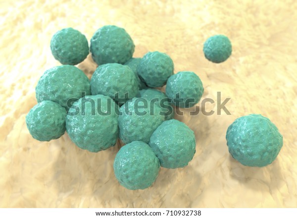 Staphylococcus Epidermidis 3d Illustration Grampositive Spherical Stock ...