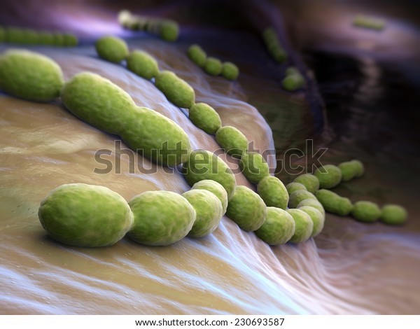 Streptococcus Pneumoniae Grampositive Coccus Shaped Pathogenic Stock ...