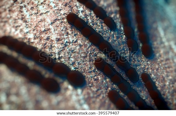 Streptococcus Pneumoniae Pneumococcus Grampositive Coccus Shaped Stock ...