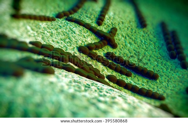 Streptococcus Pneumoniae Pneumococcus Grampositive Coccus Shaped Stock ...