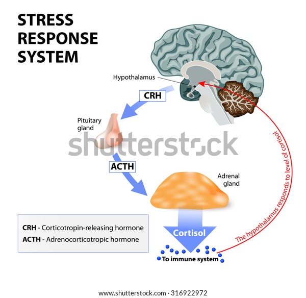 Stress Response System 스톡 일러스트 316922972