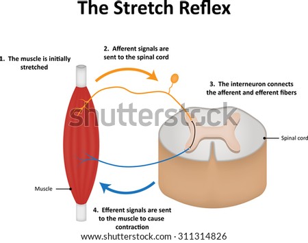 Stretch Reflex Stock Illustration 311314826 - Shutterstock