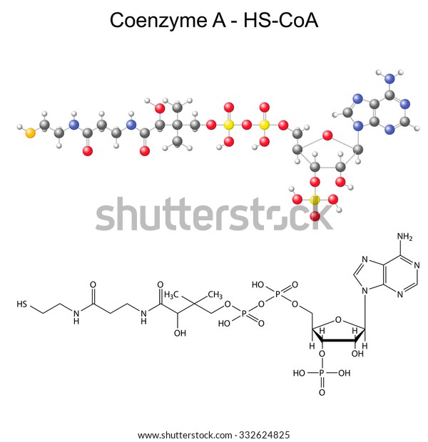 Structural Chemical Formula Model Coenzymea Hscoa Stock Illustration ...