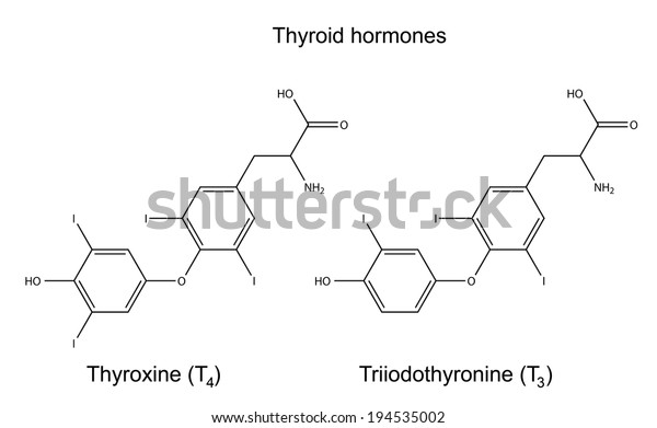 Structural Chemical Formulas Thyroid Hormones Thyroxine Stok ...