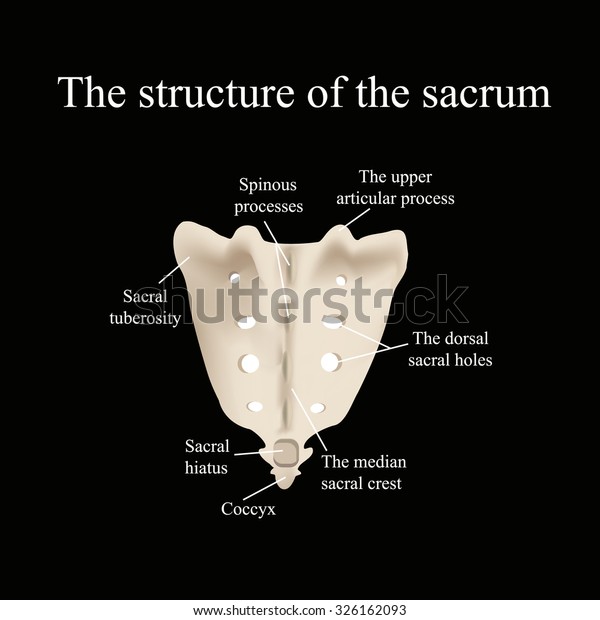 Structure Aitch Bone Illustration On Black Stock Illustration 326162093 ...