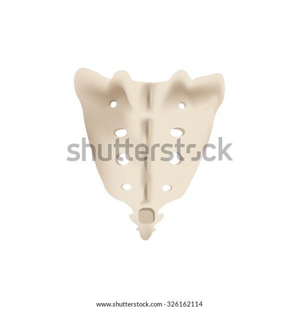 Structure Aitch Bone Illustration On Isolated Stock Illustration 326162114