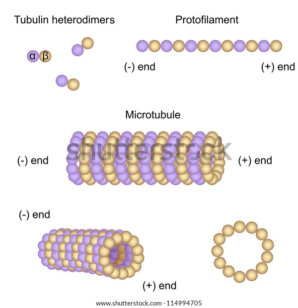 Structure Assembly Microtubules Stock Illustration 114994705 | Shutterstock
