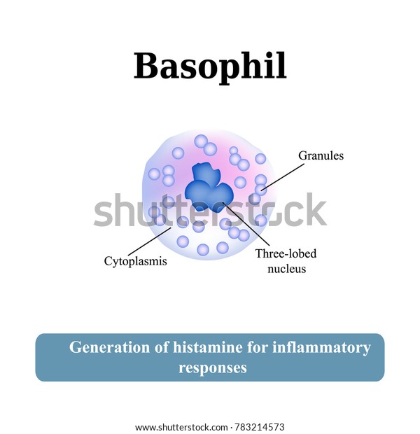 Structure Basophil Illustration Stock Illustration 783214573 | Shutterstock