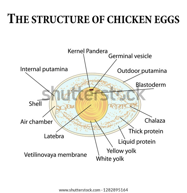 Structure Chicken Eggs Stock Illustration 1282895164