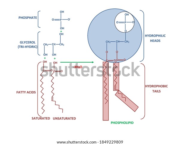 Structure Component Formation Phospholipid Molecules Cell Stock ...
