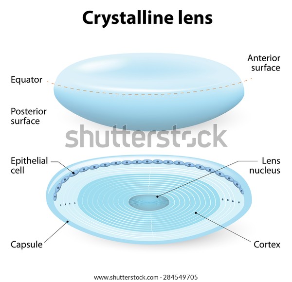 Structure Crystalline Lens Stock Illustration 284549705 | Shutterstock