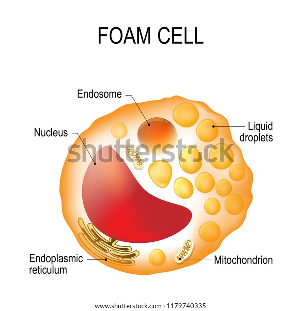 Structure Foam Cell This Cell Serve 스톡 일러스트 1179740335