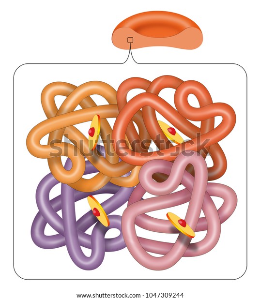 Structure Haemoglobin Hemoglobin Molecule Stock Illustration 1047309244