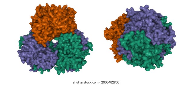 Structure Human Bleomycin Hydrolase 3d Gaussian Stock Illustration ...