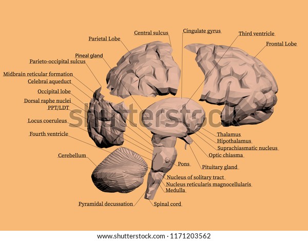 Structure Human Brain Brain Divided Into Stock Illustration 1171203562 ...