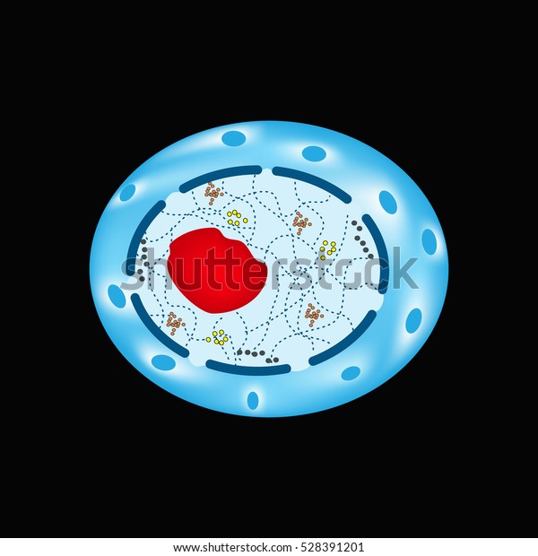 Structure Human Cell Nucleus Infographics Illustration 库存插图 528391201 ...