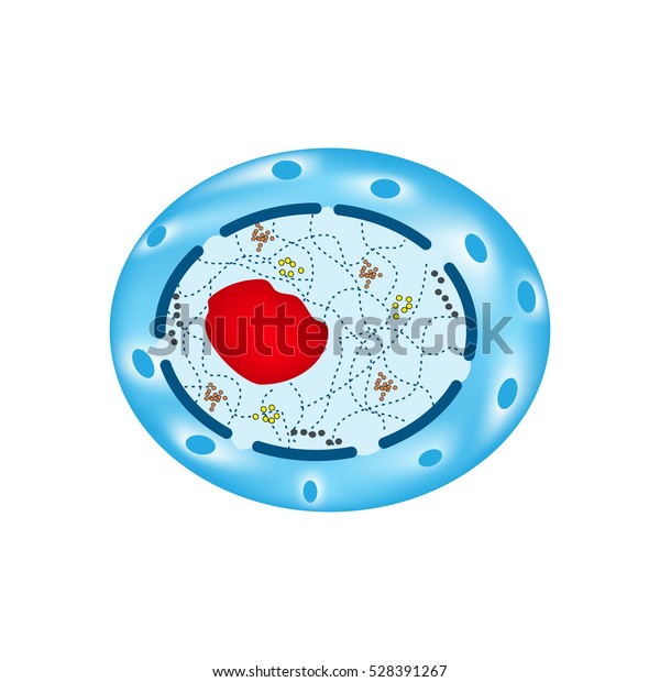 Structure Human Cell Nucleus Infographics Illustration Stock ...