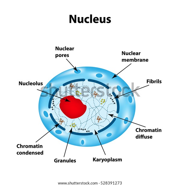 Structure Human Cell Nucleus Infographics Illustration: ภาพประกอบสต็อก ...