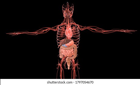 Structure Human Digestive System Anatomy3d Illustration Stock ...