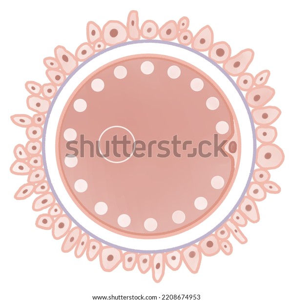 Structure Human Egg Ovum Stock Illustration 2208674953 | Shutterstock