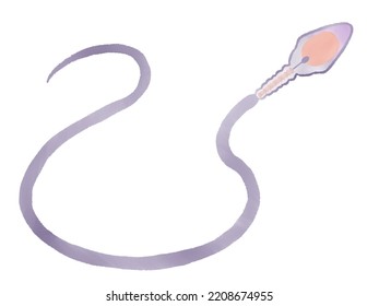 Structure Human Sperm Spermatozoa Stock Illustration 2208674955 ...