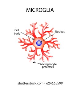 Structure Microglia Neuron Nerve Cell Infographics: vector de stock ...