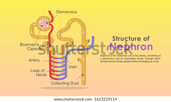 Structure Nephron Diagram Nephron Stock Illustration 1623229114