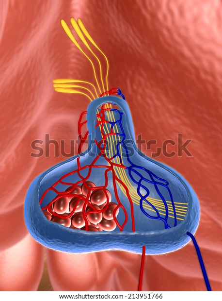 Ilustrasi Stok Structure Pituitary Internal Organs Human Body 213951766 ...