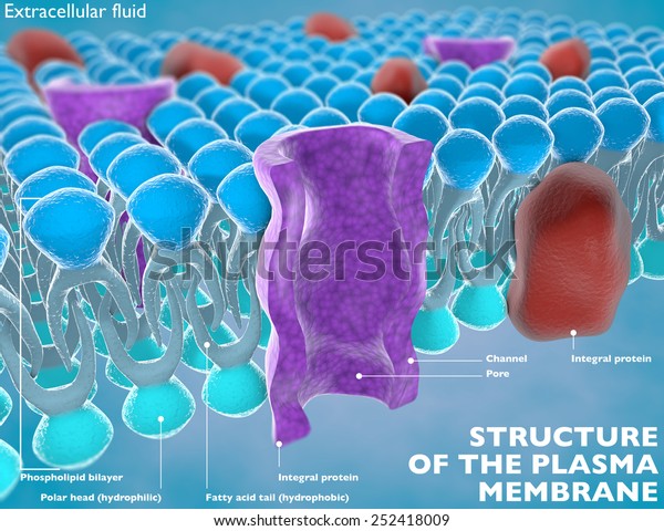 Structure Plasma Membrane Cell Stock Illustration 252418009