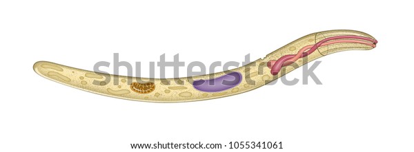 Structure Plasmodium Stock Illustration 1055341061