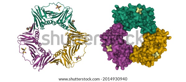 Structure Proliferating Cell Nuclear Antigen Pcna Stock Illustration ...