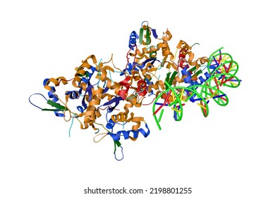 Structure Repdna Complex Ribbons Diagram Isolated Stock Illustration ...
