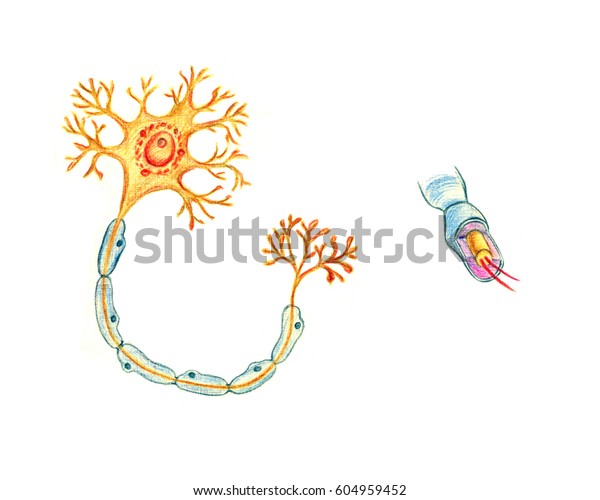 Structure Typical Neuron Hand Drawn Medical Stock Illustration 604959452