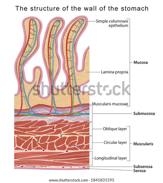 Structure Wall Stomach Stock Illustration 1845831595 | Shutterstock