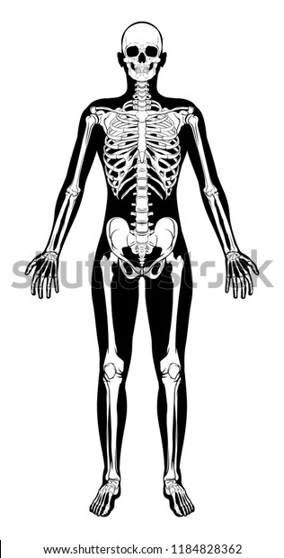 Stylised Unisex Human Figure Skeleton Standing Stock Illustration ...