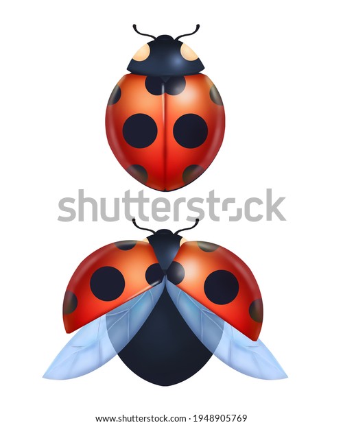 Stylized Realistic Cute Ladybug Animation Stock Illustration 1948905769 ...