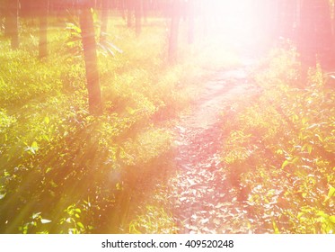 Sunlight Forest Hope Background Concept Stock Illustration 409520248 ...