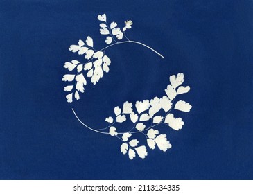 Sunprinting Cyanotype Process Skeleton Leaf Cyanotype Stock ...