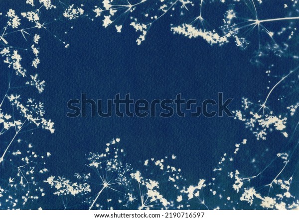 Sunprinting Cyanotype Process Skeleton Leaf Cyanotype Stock ...
