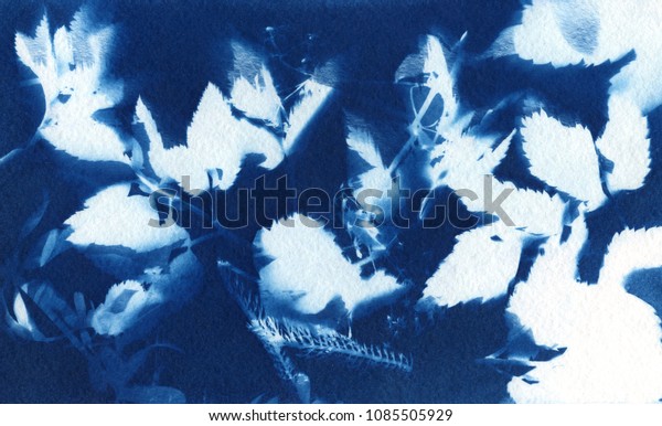 Sunprinting Cyanotype Process Some Leafs Like Stock Illustration ...