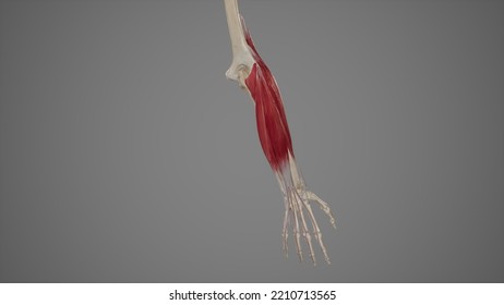 Superficial Extensor Muscles Forearm3d Rendering Stock Illustration ...