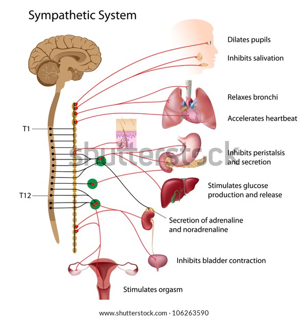 Sympathetic Pathway Ans Stock Illustration 106263590