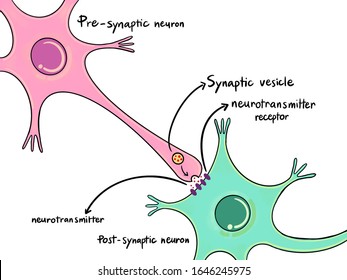 Diagramme de la structure cellulaire, du : image vectorielle de stock ...