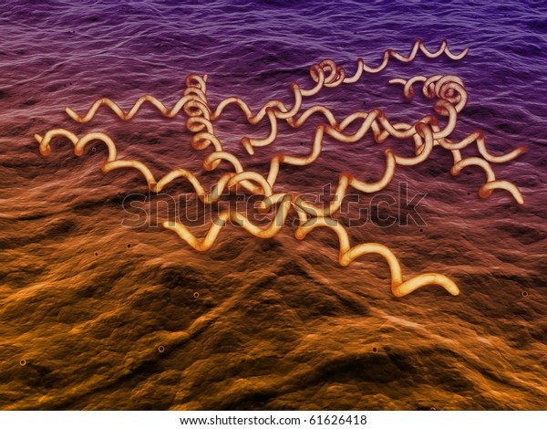 Syphilis Bacteria Stock Illustration 61626418 | Shutterstock