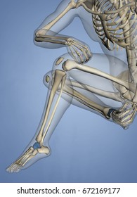 Talus Bone 3d Model Stock Illustration 672169177 | Shutterstock